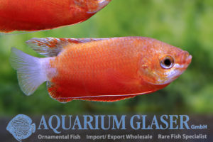 Colisa labiosa Ruby Red - Aquarium Glaser GmbH