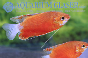 Colisa labiosa Ruby Red - Aquarium Glaser GmbH