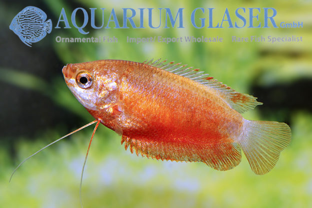 Colisa labiosa Ruby Red - Aquarium Glaser GmbH