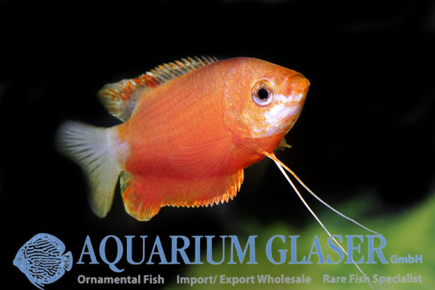 Colisa labiosa Ruby Red - Aquarium Glaser GmbH