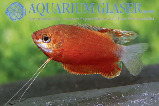 Colisa labiosa Ruby Red - Aquarium Glaser GmbH