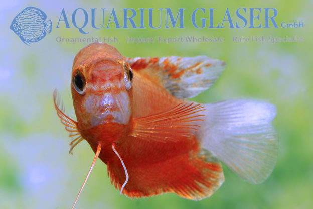 Colisa labiosa Ruby Red - Aquarium Glaser GmbH