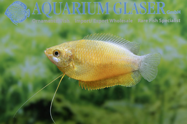 Colisa labiosa “Orange“ - Aquarium Glaser GmbH