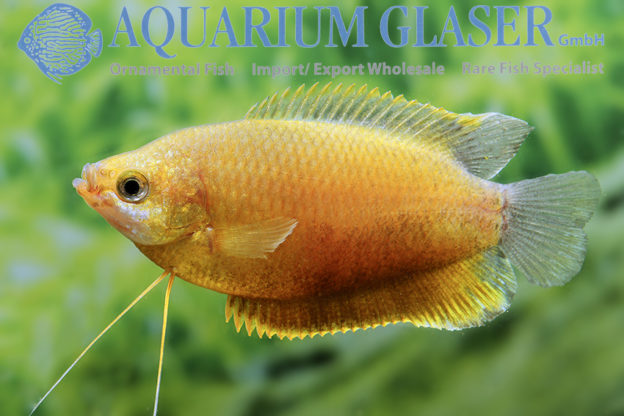 Colisa labiosa "Orange" - Aquarium Glaser GmbH