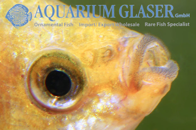 Colisa labiosa "Orange" - Aquarium Glaser GmbH