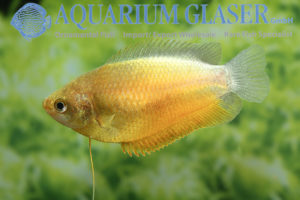 Colisa labiosa "Orange" - Aquarium Glaser GmbH