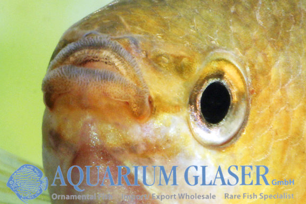 Colisa labiosa "Orange" - Aquarium Glaser GmbH