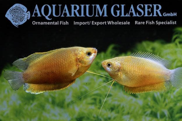 Colisa labiosa "Orange" - Aquarium Glaser GmbH