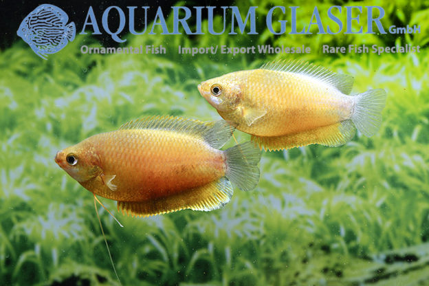 Colisa labiosa “Orange“ - Aquarium Glaser GmbH