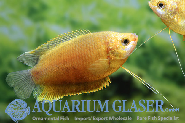Colisa labiosa "Orange" - Aquarium Glaser GmbH