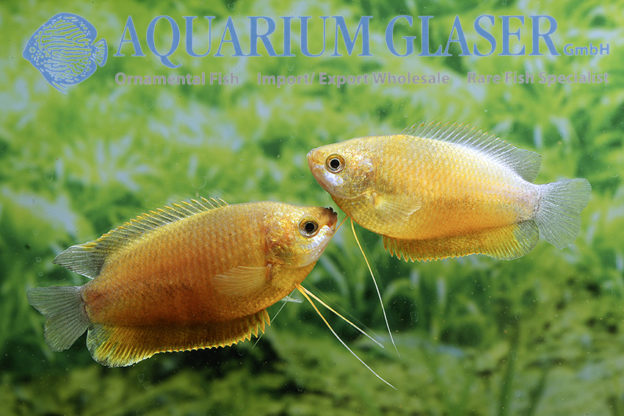 Colisa labiosa "Orange" - Aquarium Glaser GmbH