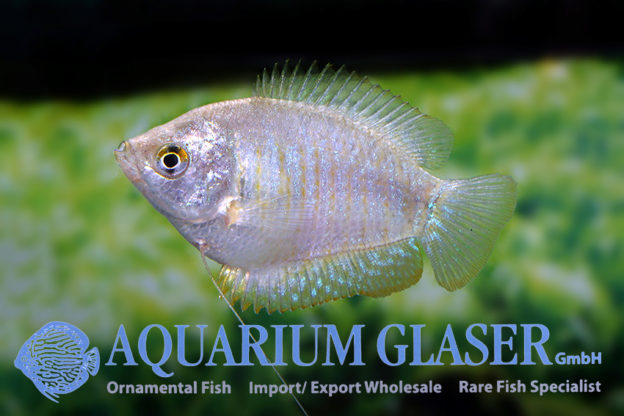 Colisa lalia now Trichogaster fasciata?! - Aquarium Glaser GmbH