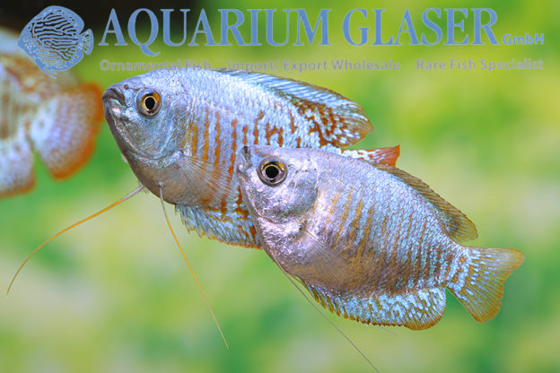 Colisa lalia now Trichogaster fasciata?! - Aquarium Glaser GmbH