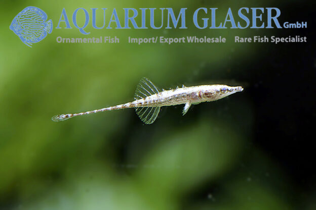 Indostomus crocodilus - Aquarium Glaser GmbH