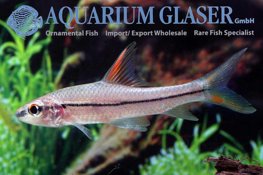 Cyclocheilichthys janthochir - Aquarium Glaser GmbH