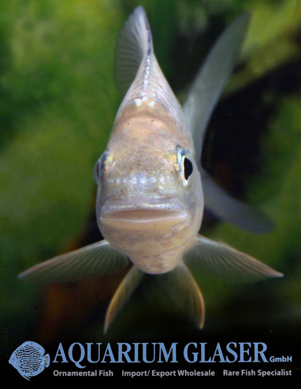Cyprinion semiplotum - Aquarium Glaser GmbH