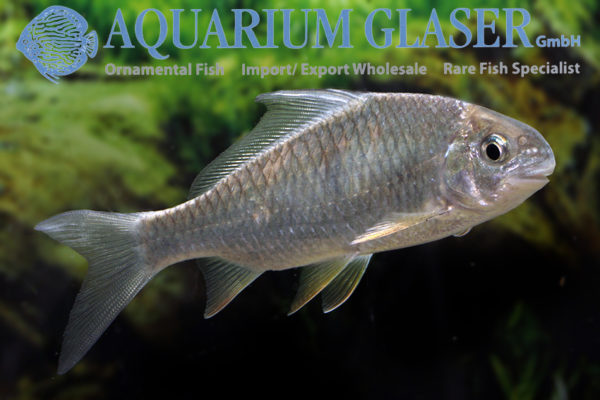 Cyprinion semiplotum - Aquarium Glaser GmbH
