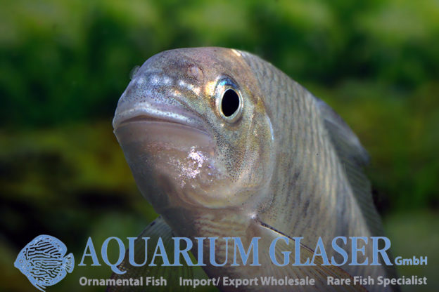 Cyprinion semiplotum - Aquarium Glaser GmbH