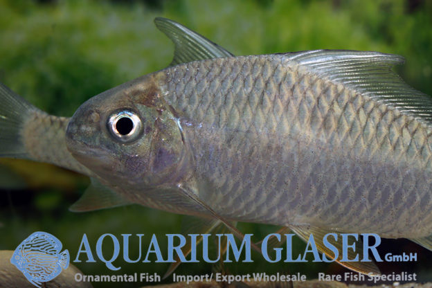 Cyprinion semiplotum - Aquarium Glaser GmbH