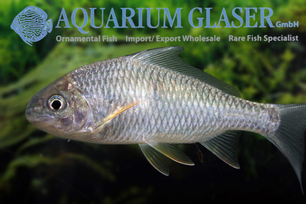 Cyprinion semiplotum - Aquarium Glaser GmbH
