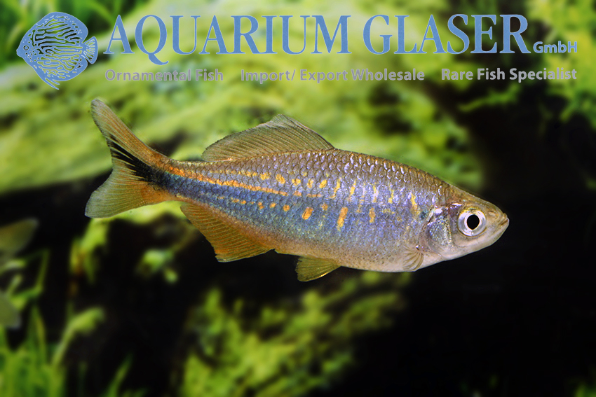 Devario - Aquarium Glaser GmbH