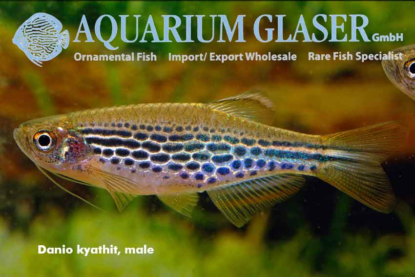 Danio kyathit and Danio quagga - Aquarium Glaser GmbH