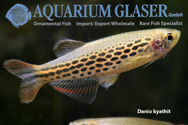 Danio kyathit and D. quagga - Aquarium Glaser GmbH