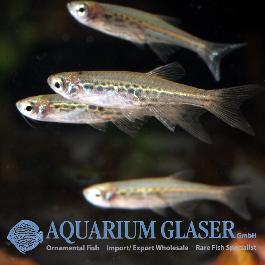 Danio sp. Panther - Aquarium Glaser GmbH