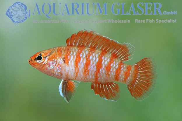 Dario dario - Aquarium Glaser GmbH