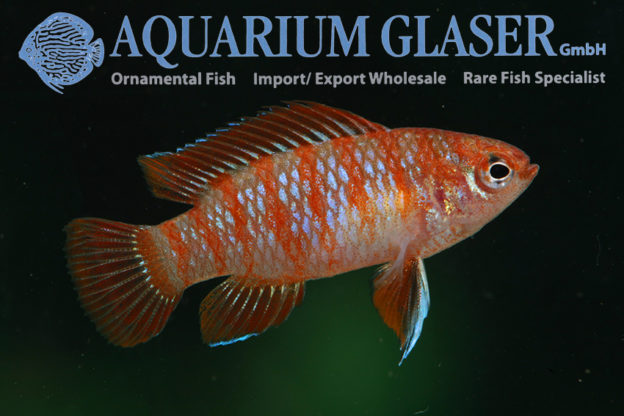 Dario dario - Aquarium Glaser GmbH