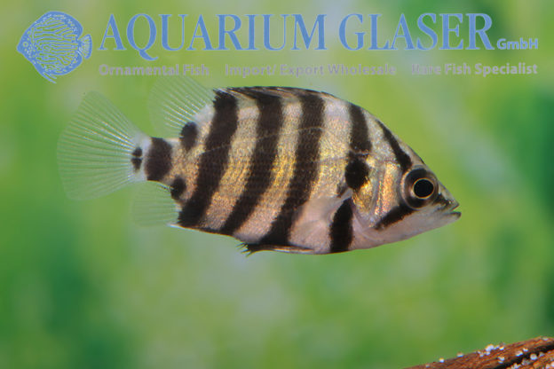 Datnioides polota - Aquarium Glaser GmbH