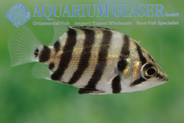 Datnioides polota - Aquarium Glaser GmbH
