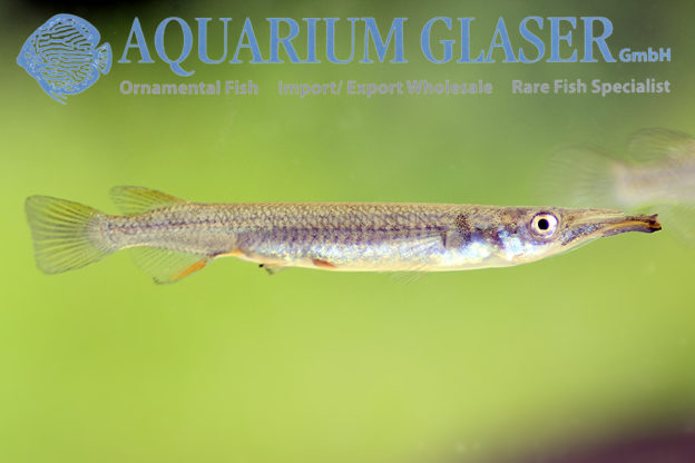 Dermogenys siamensis (D. pusilla) - Aquarium Glaser GmbH