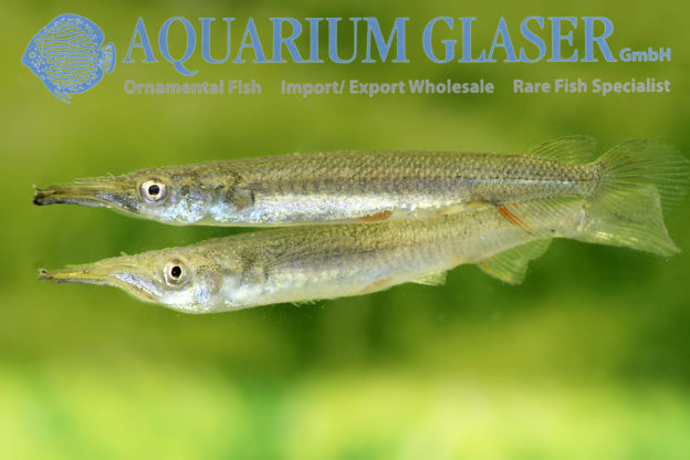 Dermogenys - Aquarium Glaser GmbH