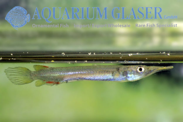 Dermogenys siamensis (D. pusilla) - Aquarium Glaser GmbH