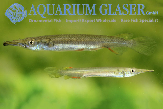 Dermogenys siamensis (D. pusilla) - Aquarium Glaser GmbH