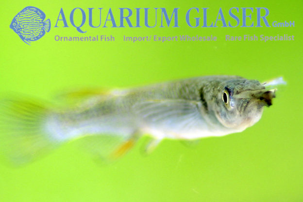 Dermogenys siamensis (D. pusilla) - Aquarium Glaser GmbH