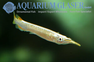 Dermogenys siamensis Silver-White (D. pusillus) - Aquarium Glaser GmbH