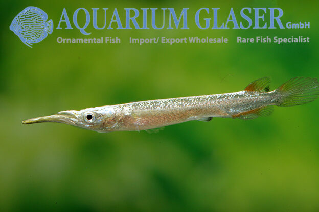 Dermogenys siamensis Silver-White (D. pusillus) - Aquarium Glaser GmbH