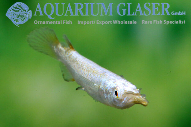 Dermogenys siamensis Silver-White (D. pusillus) - Aquarium Glaser GmbH