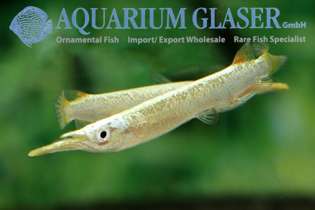 Dermogenys siamensis Silver-White (D. pusillus) - Aquarium Glaser GmbH