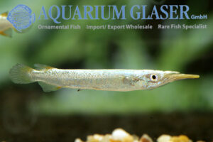 Dermogenys siamensis Silver-White (D. pusillus) - Aquarium Glaser GmbH