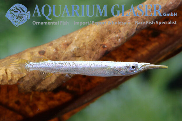 Dermogenys siamensis Silver-White (D. pusillus) - Aquarium Glaser GmbH