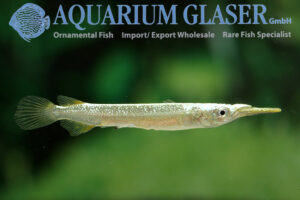 Dermogenys siamensis Silver-White (D. pusillus) - Aquarium Glaser GmbH