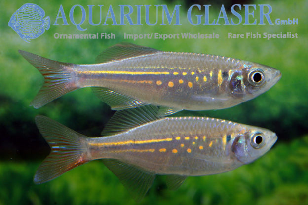 Devario annandalei - Aquarium Glaser GmbH