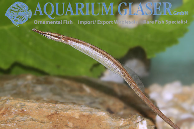 freshwater pipefish - Aquarium Glaser GmbH