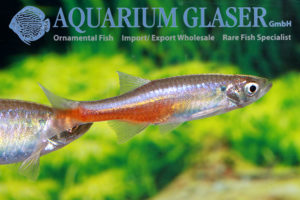 Devario sondhii - Aquarium Glaser GmbH