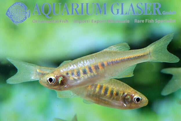 Devario maetaengensis ( = Danio m., = Inlecypris m.) - Aquarium Glaser GmbH