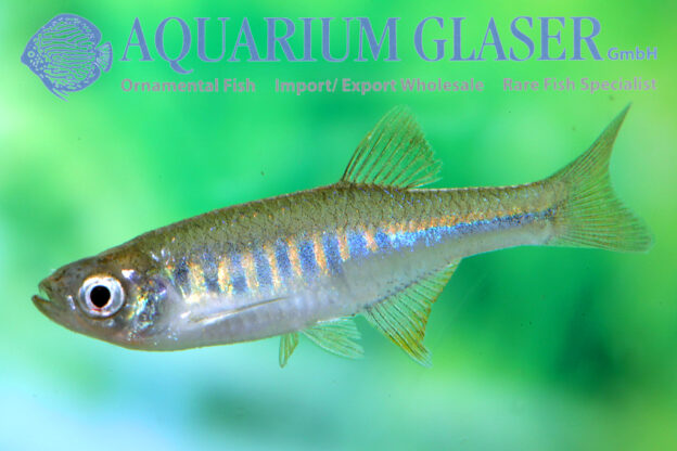 Devario maetaengensis ( = Danio m., = Inlecypris m.) - Aquarium Glaser GmbH