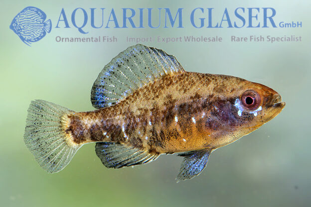 Elassoma gilberti - Aquarium Glaser GmbH